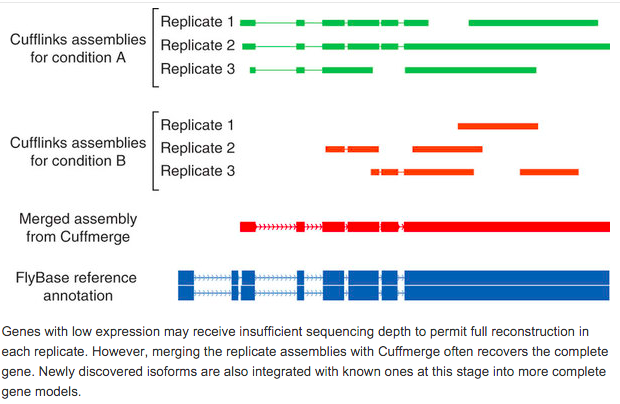 論文閱讀：differential Gene And Transcript Expression Analysis Of Rna Seq Experiments With Tophat And